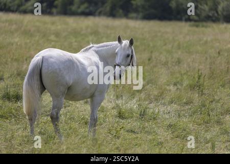 Kladruber horse, mares, standing on the paddock. National Stud Farm ...