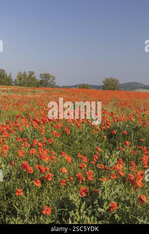 Red Poppy Field in Czech Nature. Beautiful Meadow of Papaver Rhoeas ...