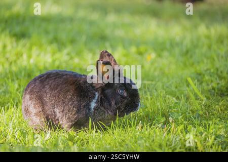 One feral domestic rabbit (Oryctolagus cuniculus domesticus) sits on a ...