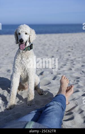 White dog, King Poodle, next to relaxed feet of a sunbathing woman on a ...