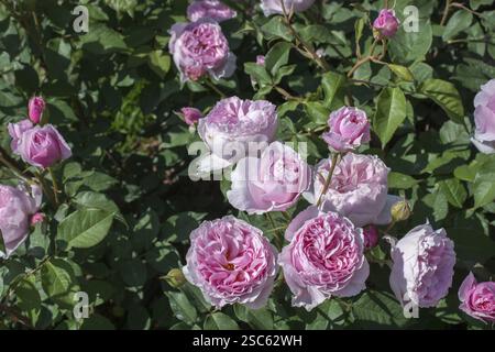 Blooming beautiful colorful roses in the garden background Stock Photo ...