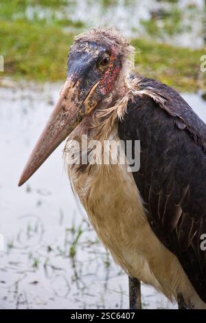 Bird, Awasa, Ethiopia Stock Photo - Alamy
