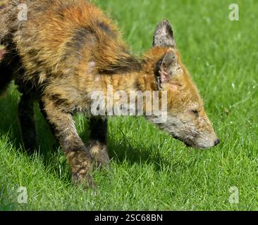 Very unwell Red Fox covered in mange with a jaw injury in garden ...