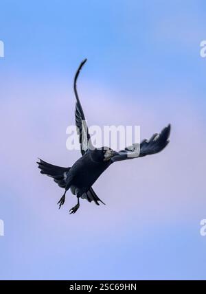 Black Rook in flight Stock Photo - Alamy