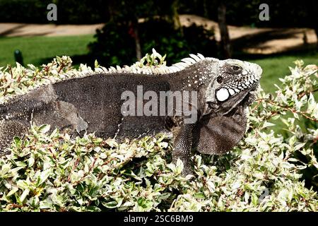 Iguana is a genus of omnivorous lizards native to tropical areas of ...