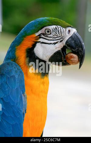macaw arara brazilian bird eating seed on white background Stock Photo ...