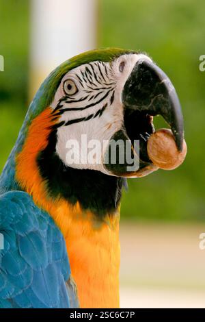 macaw arara brazilian bird eating seed Stock Photo - Alamy