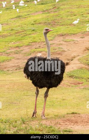 Beautiful Ema or Greater Rhea (Rhea americana) in the Brazilian wetland ...