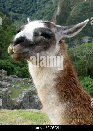 close up of Lhama, animal originated of America Andina Stock Photo - Alamy