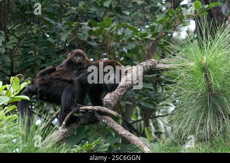 red howler monkey or bugio on Atlantic Forest, countrryside of Brasil ...