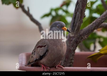 Peruvian Dove, a bird in total freedom waiting next to a feeder to feed ...