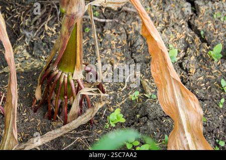Corn tree Roots Stock Photo - Alamy