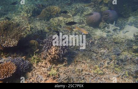 Vibrant coral reef with live and dead corals, surrounded by schooling ...