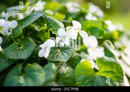 Fresh white Viola canadensis on green leaves background. White Viola in ...