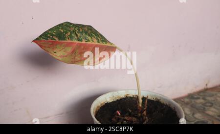 Read Caladium Keladi Merah Leafe with Brown Soil on White Pot Stock ...