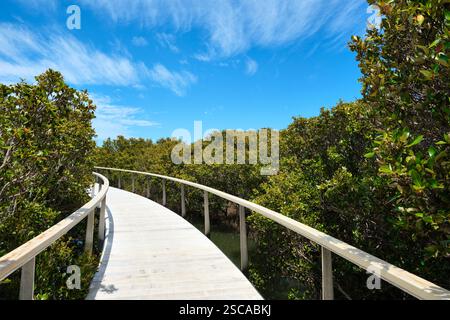 The boardwalk through the Grey Mangroves, Avicennia marina, at ...