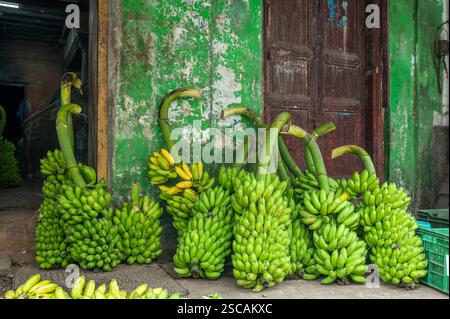PONDICHERRY, INDIA - October 2024: Banana store at the Goubert Market ...