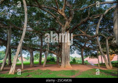 AUROVILLE, INDIA - October 2024: The Banyan tree, the symbol of ...