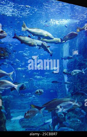 San Sebastian, Spain - 26 Jan, 2025: Fish in a tank at San Sebastian ...