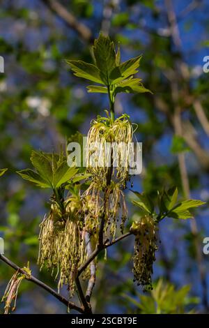 Bordo Negundo or ash-leaved maple, male flowers in clusters on slender ...