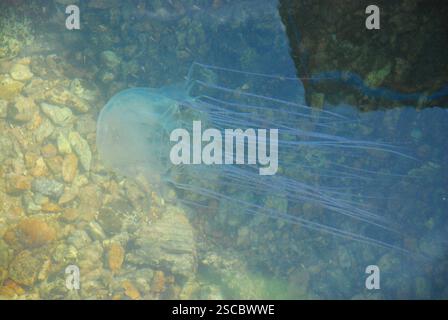 Box jellyfish (Chironex fleckeri) - Philippines, Coron Island Stock ...