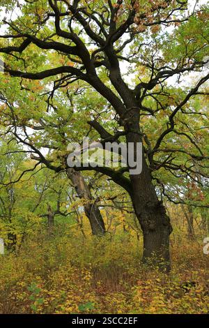 Old oak trees in the autumn forest Stock Photo - Alamy