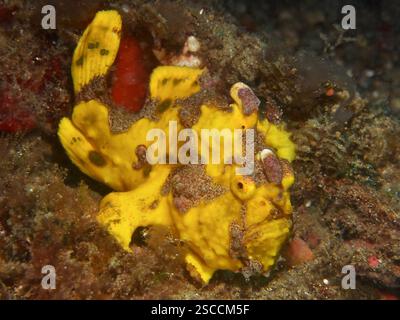 Warty frogfish (Antennarius maculatus) is a cryptic marine fish native ...