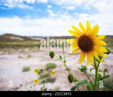 Wild dry wildflowers standing in the autumn meadow Stock Photo - Alamy