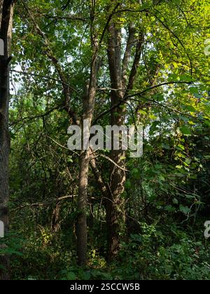 Turtle Creek, Location: Beloit WI Stock Photo - Alamy