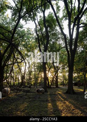 McCord House, Location: Paris IL Stock Photo - Alamy