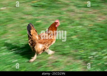 Hen running, intentional movement blur Stock Photo - Alamy