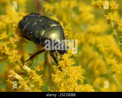 Copper Chafer (Protaetia cuprea ssp. metallica Stock Photo - Alamy