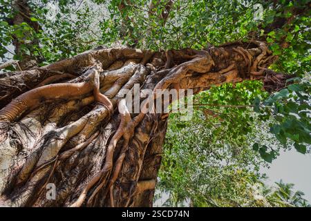 the sacred tree in the jungle. India. Goa Stock Photo - Alamy