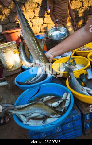 Sale of sharks in the markets of different cities of Goa and other ...