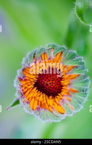 Close-up of the bud of a marigold (calendula) with blurry background ...