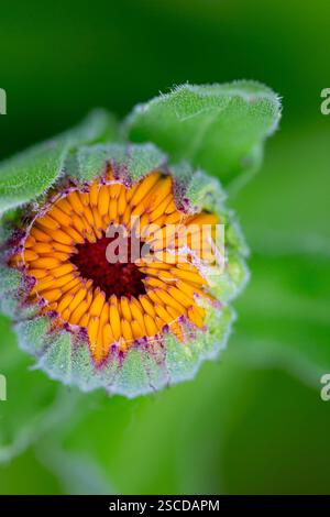 Close-up of the bud of a marigold (calendula) with blurry background ...