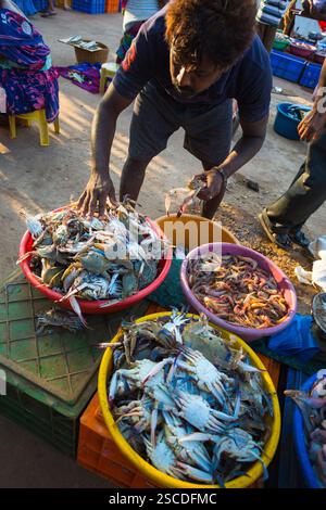 India, Goa, 17 March 2017. Fish and other seafood in the markets of Goa ...