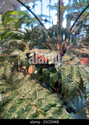 Close up of a detailed and colorful butterfly sitting on a flower head ...