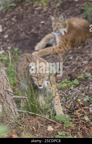 Front view of a lynx eating in the grass Stock Photo - Alamy