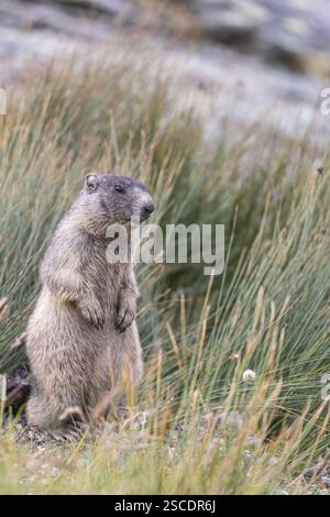 Alpine marmot (Marmota marmota) young marmot standing upright in meadow ...