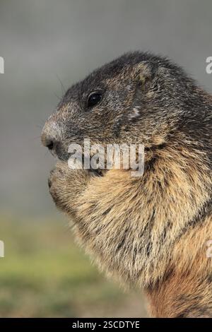 Closeup of an alpine marmot eating. Adult Brown Alpine Marmot Close Up ...
