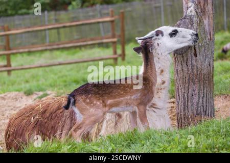A female Llama (Lama guama) and a Red deer calf (Cervus elaphus) being ...