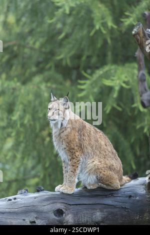 One Eurasian lynx, (Lynx lynx), sitting high up in a dead tree. Forest ...