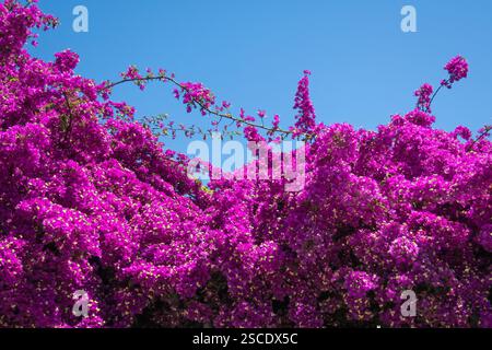 Lilac Bougainvillea flowers on the streets in Turkey Stock Photo - Alamy