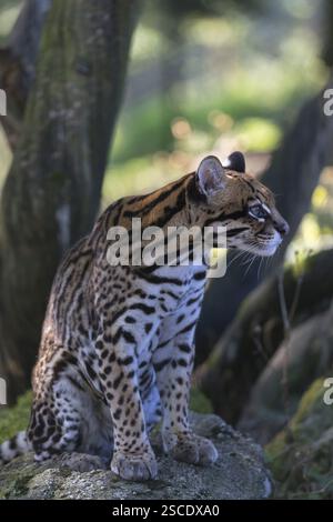 One female Ocelot, Leopardus pardalis, headshot portrait between two ...