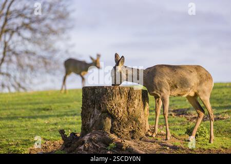 One Roebuck (Capreolus capreolus), nibbles moss from a tree stump Stock ...