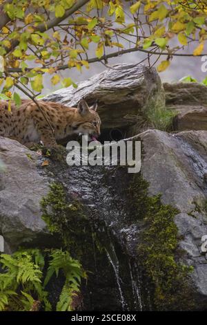 A Eurasian lynx (Lynx lynx) drinks water above a small waterfall Stock ...