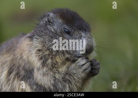 Closeup of an alpine marmot eating. Adult Brown Alpine Marmot Close Up ...