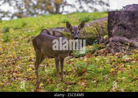 Ram background fallen autumn leaves Stock Photo - Alamy