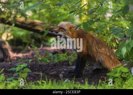 Foxes in undergrowth Stock Photo - Alamy